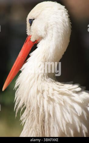 Stork Emu Turtle birdlife wildlife Turkiye Turkey Stock Photo - Alamy