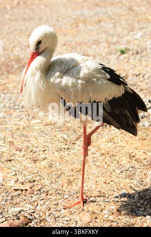 Stork Emu Turtle birdlife wildlife Turkiye Turkey Stock Photo - Alamy