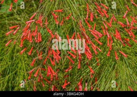 Russelia juncea, also known as the firecracker plant, is a flowering ...