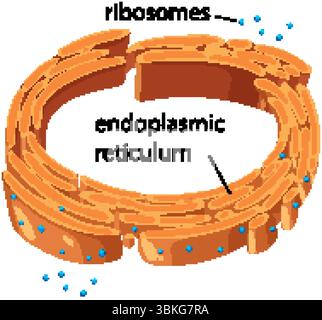 Detailed Vector Illustration of Endoplasmic Reticulum Membrane for Cell ...