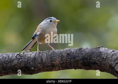 Blue-winged Minla, Christian Ashram estate, Sattal, Uttarakhand, India ...