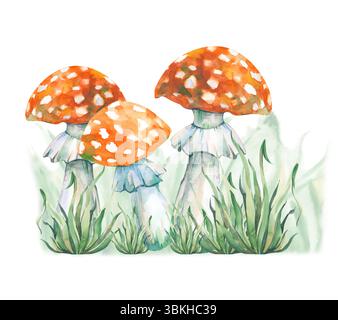Watercolor red fly agaric. Realistic fly agaric mushroom. Poisonous ...