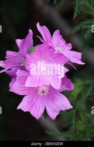 A closeup shot of the pink Malva flower in the autumn park Stock Photo ...