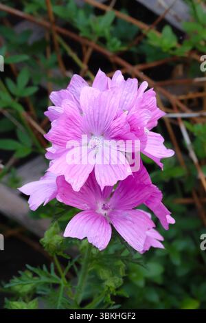 A closeup shot of blooming bright pink flowers on branches Stock Photo ...