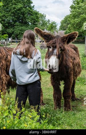 Poitou donkey (Equus asinus), also known as the Poitevin donkey Stock ...