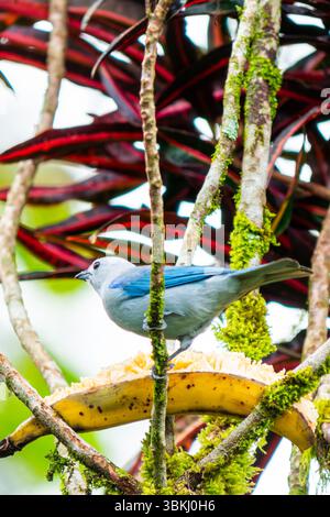 A vibrant bird perched near a banana in a lush green setting ...