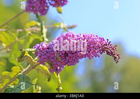 Invasive Neophyten Der Sommerflieder, der als invasiver Neophyt ...