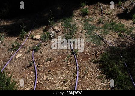 Drip irrigation, violet color plastic water lines leading recycled ...