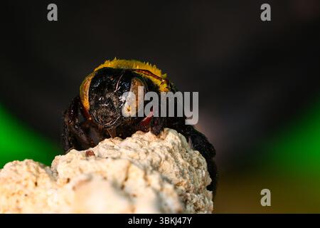 Cute bumblebee in macro photography Stock Photo - Alamy