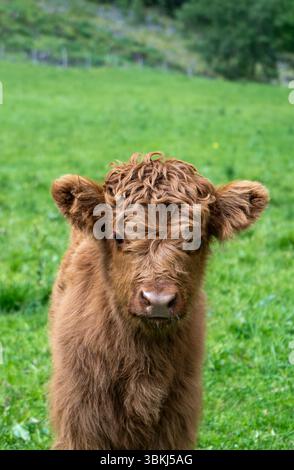 An adorable fluffy Highland cattle in an evergreen field in a farm ...