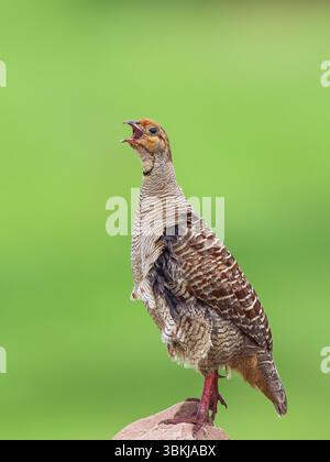 The grey francolin is a species of francolin found in the plains and ...