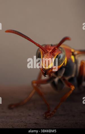 close up shot of paper wasp bee Stock Photo - Alamy