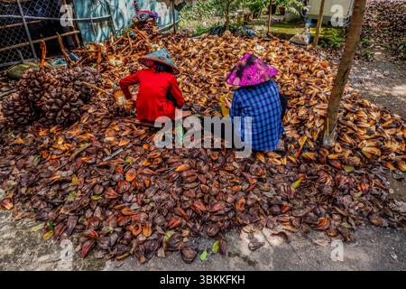 Nipa palm in Can Gio mangrove, Ho Chi Minh city, Vietnam Stock Photo ...