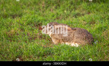African savanna hare (Lepus victoriae) seen in the Kalahari South ...