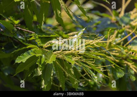 Sweet Chestnut Tree in Bloom (Castanea sativa Stock Photo - Alamy