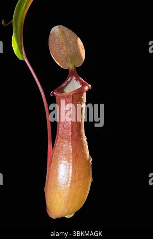 Carnivorous Nepenthes plant, fascinating predator, showcases its unique ...