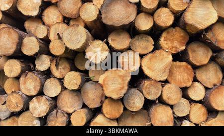 Close-up sawn wood logs, revealing rough-cut cross-sections and rich ...