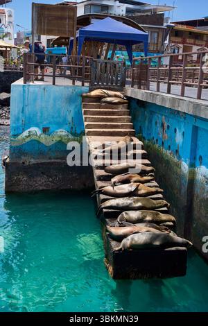 Galápagos-Seelöwen (Zalophus wollebaeki), liegen auf einer Treppe im ...