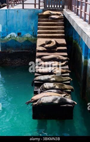 Galápagos-Seelöwen (Zalophus wollebaeki), liegen auf einer Treppe im ...