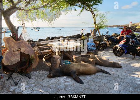 Galápagos-Seelöwe (Zalophus wollebaeki), Straßen-Restaurant, Promenade ...