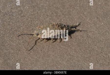 A Common Sea Slater, Arnside, Cumbria, UK Stock Photo - Alamy