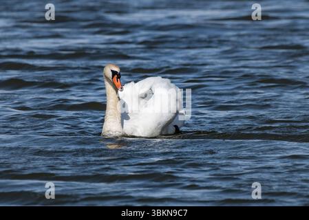 White swan swimming on the sea Stock Photo - Alamy