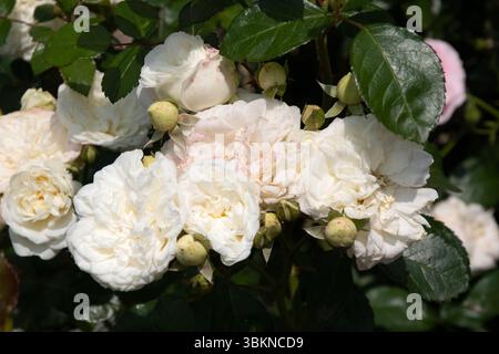 Hybrid tea rose (Rosa 'Michelangelo' Stock Photo - Alamy