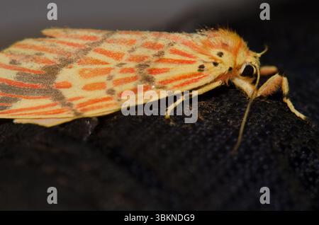 Moth Barsine sp. Van Long Wetland Nature Reserve. Gia Vien District ...
