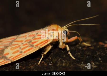 Moth Barsine sp. Van Long Wetland Nature Reserve. Gia Vien District ...