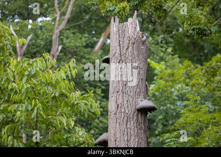a tall tree stump with a nesting hole and mushroom in the forest Stock ...