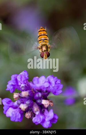 an orange black marmelade hoverfly with large red compound eyes flies ...