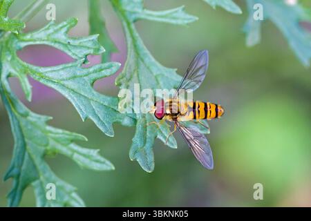 Close-up of a Marmelade Hoverfly on a Dandelion Stock Photo - Alamy