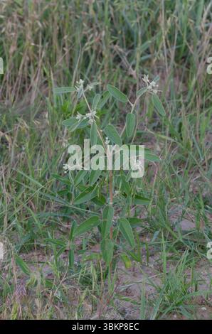 Texas Croton, Croton texensis Stock Photo - Alamy