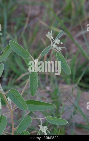 Texas Croton, Croton texensis Stock Photo - Alamy