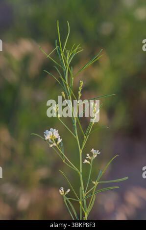 Narrowleaf Indian Breadroot, Pediomelum linearifolium Stock Photo - Alamy
