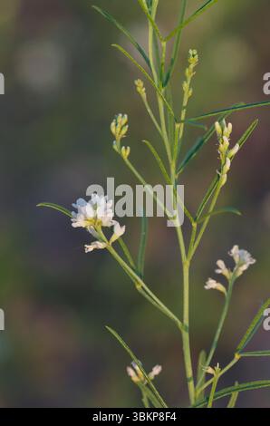 Narrowleaf Indian breadroot (Pediomelum linearifolium) Plantae Stock ...