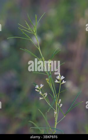 Narrowleaf Indian Breadroot, Pediomelum linearifolium Stock Photo - Alamy
