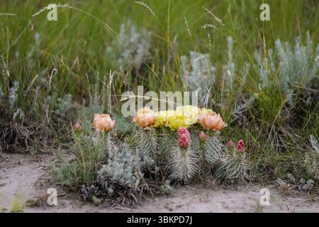 Cactus flowers in the eroded landscapes in Midland Park in Drumheller ...