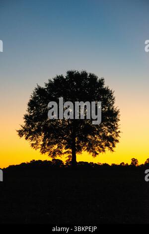 A beautiful single tree across the seasons Stock Photo - Alamy