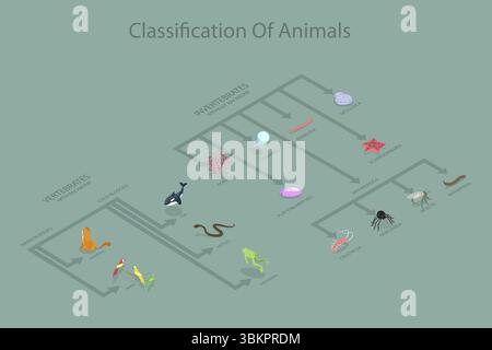 Animal kingdom classification, illustration Stock Photo - Alamy
