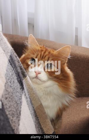 A cat looks out from a side door opening of a home where authorities ...