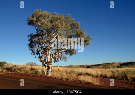 Boot Tree with discarded boot of miners who have quit, Pilbara, Western ...