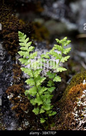 Tortella tortuosa (Frizzled Crisp-moss) grows on base-rich stone and ...