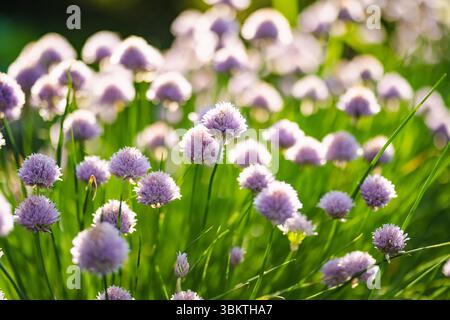 Bouquet of onion (chives) flowers in the vase on the wooden table Stock ...