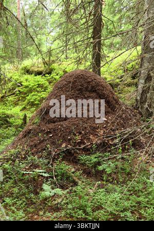 A big anthill in a forest under tree foliage in Toten, Norway Stock ...