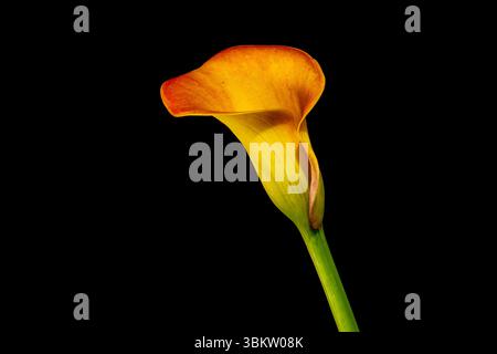A beautiful orange Calla Lily flower, photographed against a plain ...