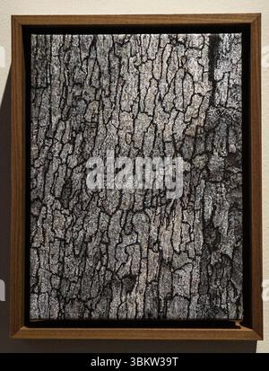 Florence, Haley Mellin-Sismo nature exhibition at the Museo del ...