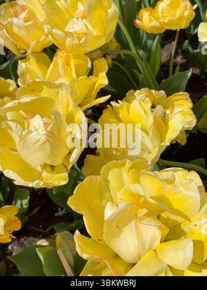 Golden yellow tulips in full spring bloom across a vibrant Dutch field ...