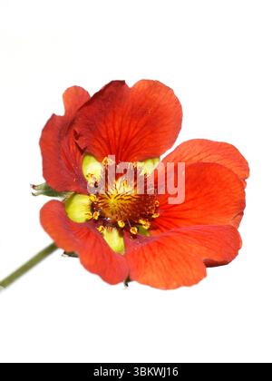 Red cinquefoil Potentilla atrosanguinea plant flower isolated on white ...