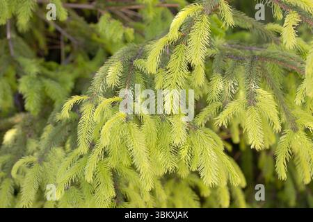 Texture of lush spruce branches Stock Photo - Alamy